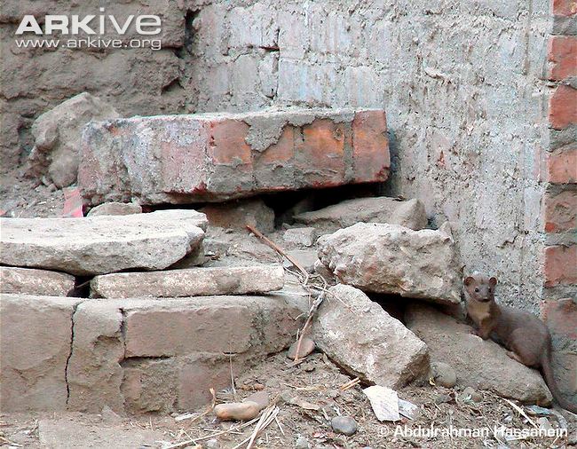Cairo’s Weasels | Charles-Adam Foster-Simard